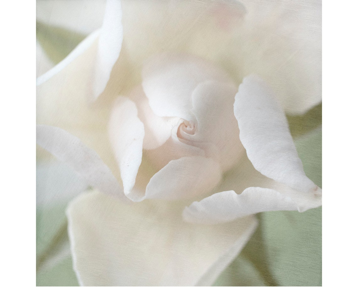 White Rose Art Print Flower Photograph Square Bedroom Wall | Etsy