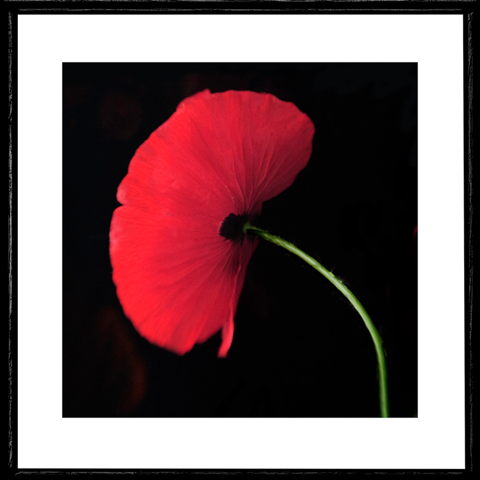 Printable Red Poppy Print Poppy Wall Art Flower Photography - Etsy