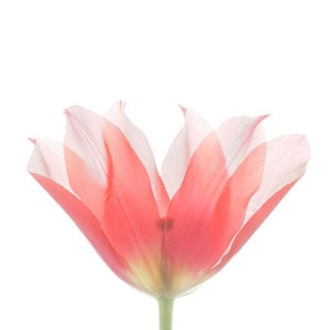 Scanner Art Prints, Flowers Set of 9, Bright Wall Art Gallery Set ...