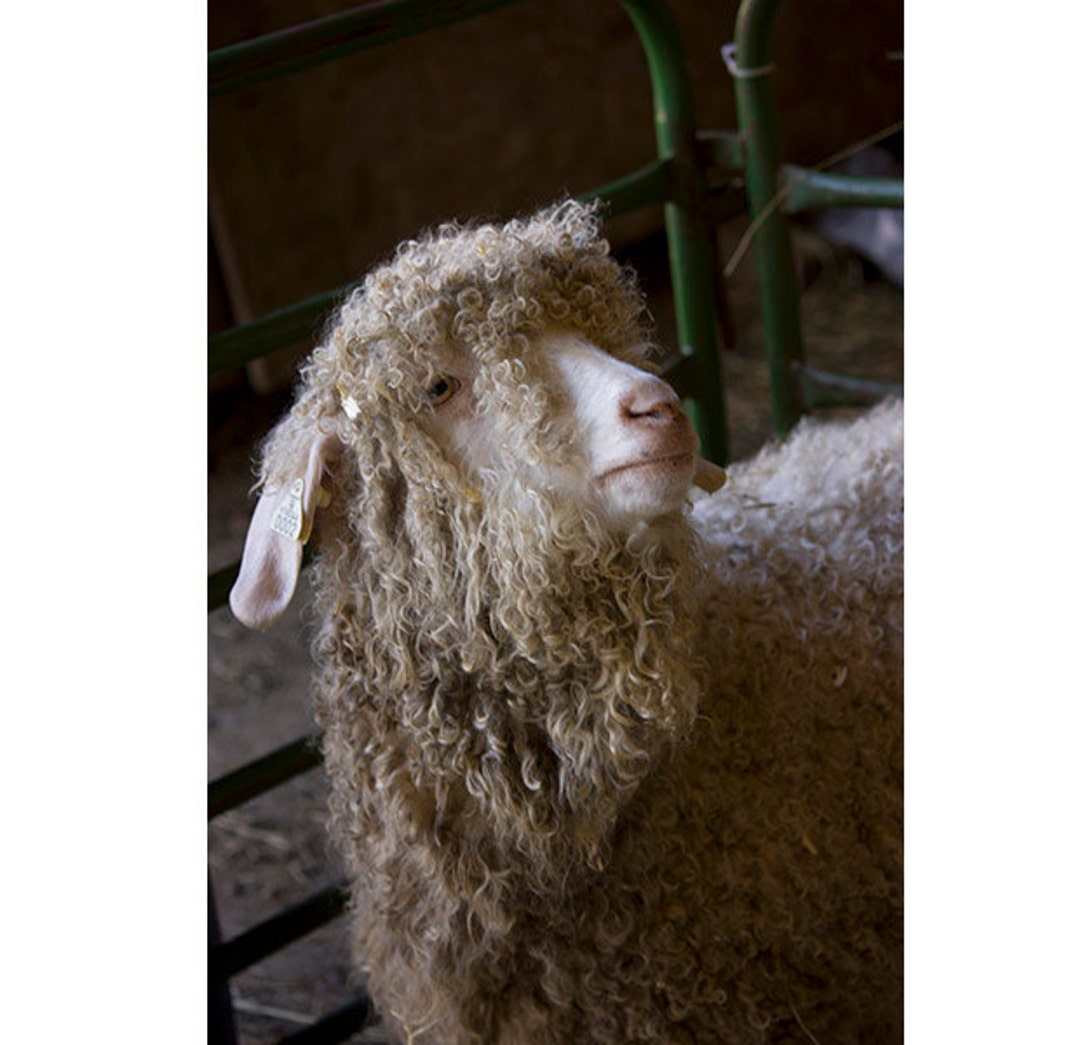 Angora Goat Art Print Animal Photograph Modern Farmhouse - Etsy
