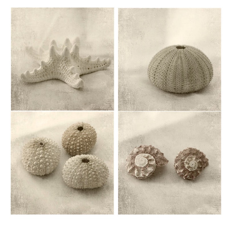 Sepia Shell Prints - Etsy