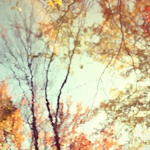 Tree Photography, Abstract Art, Rustic Wall Decor, Fall Foliage Photo ...