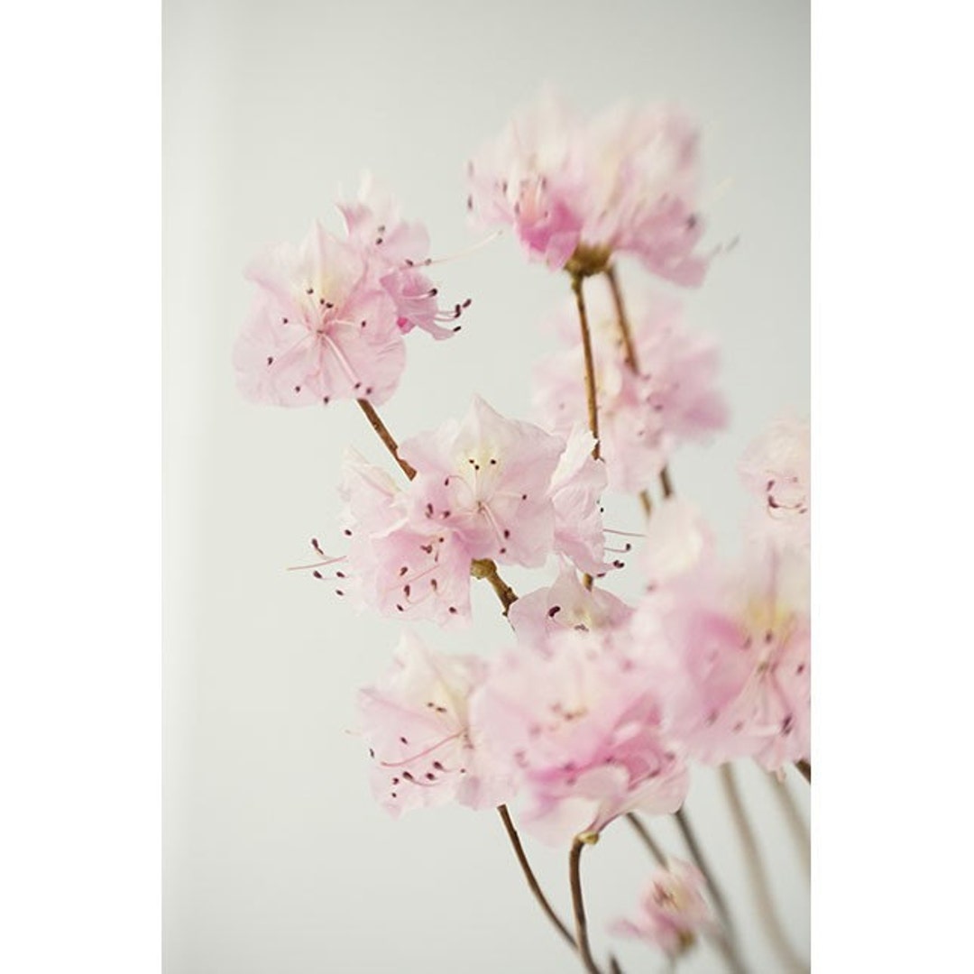 Pink Azalea Card Floral Note Card Flower Card Blank Card - Etsy