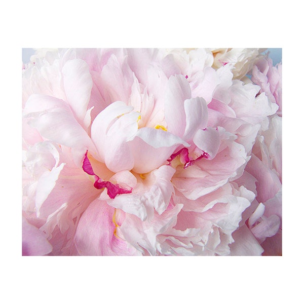 Peony Photography - Etsy