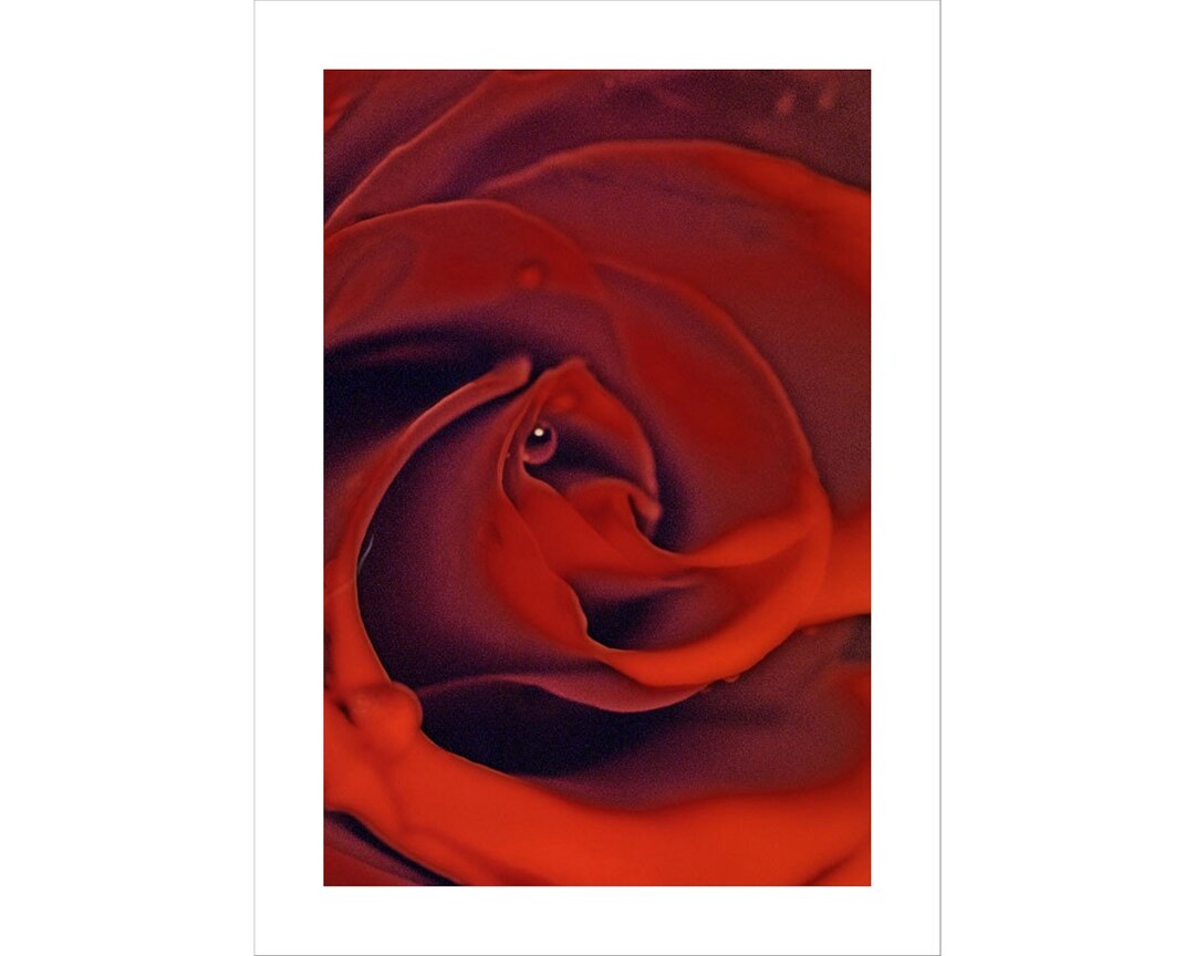 Red Rose Card, Fine Art Floral Note Card, Rose Photo Greeting Card - Etsy