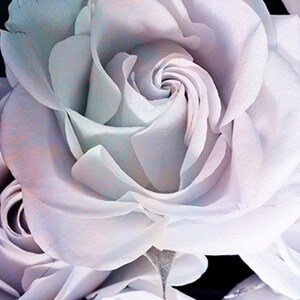 Rose Photograph, Modern Floral Art Print, Rose Bedroom Decor - Etsy