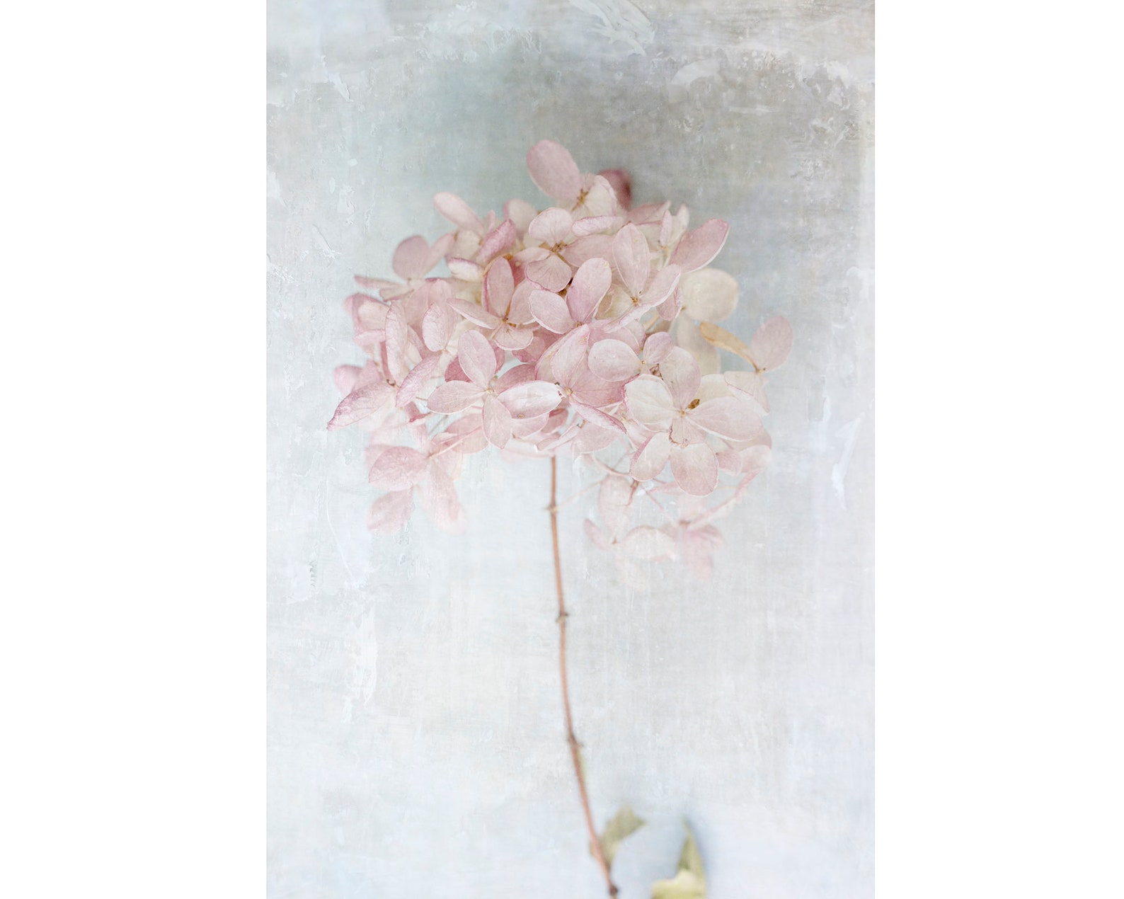 Pink Hydrangea Botanical Print Set of 3 Flower Tryptic - Etsy