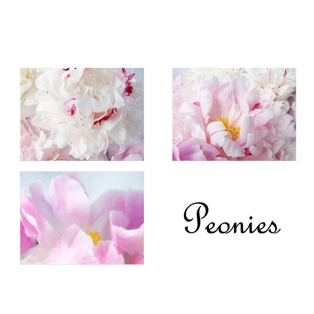 Peony Note Card Set of 3 With Envelopes, Blank Card, Floral Greeting ...
