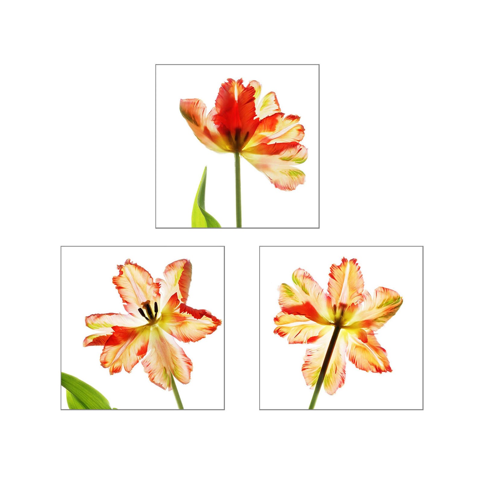 Printable Tulip Art Print Set of 3, Bright Flower Wall Art, Large ...