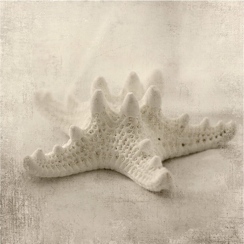 Sepia Shell Prints - Etsy