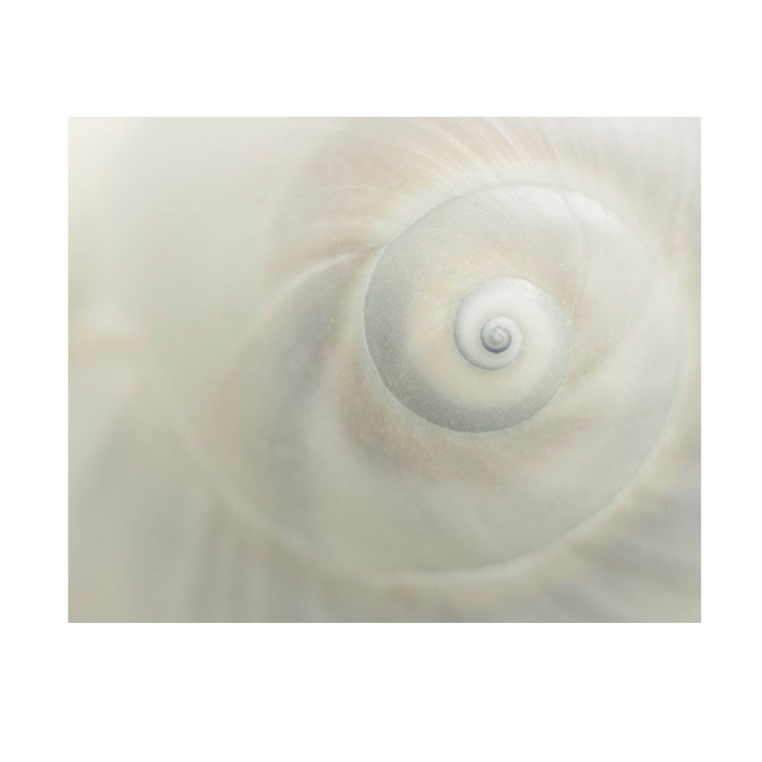 White Seashell Print, Beach Cottage Wall Art, Nautical Decor, Seashell ...