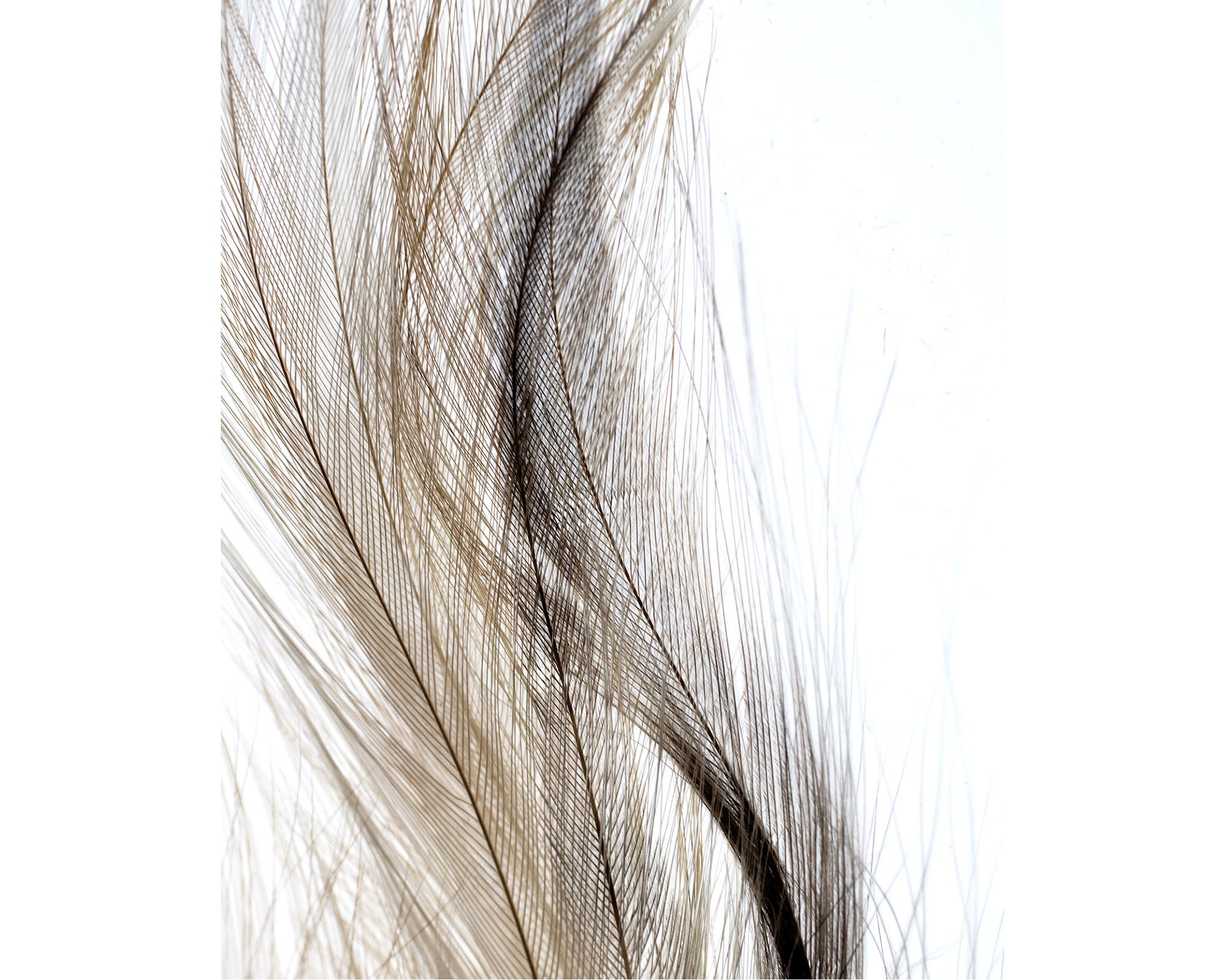 Feather Photography Print Set of 3 Abstract Art | Etsy