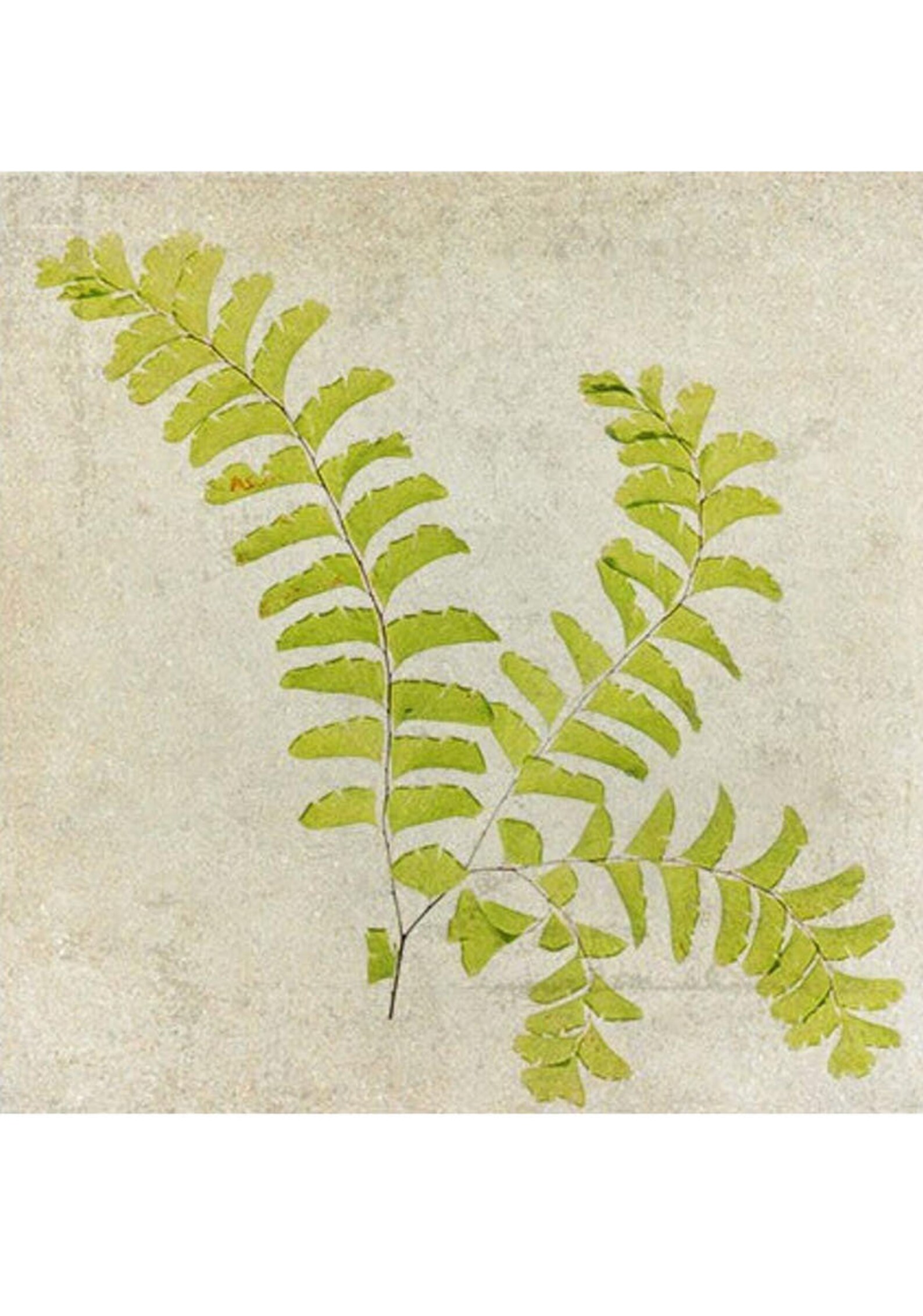 Maidenhair Fern Botanical Print Pressed Fern Art Modern Farm - Etsy
