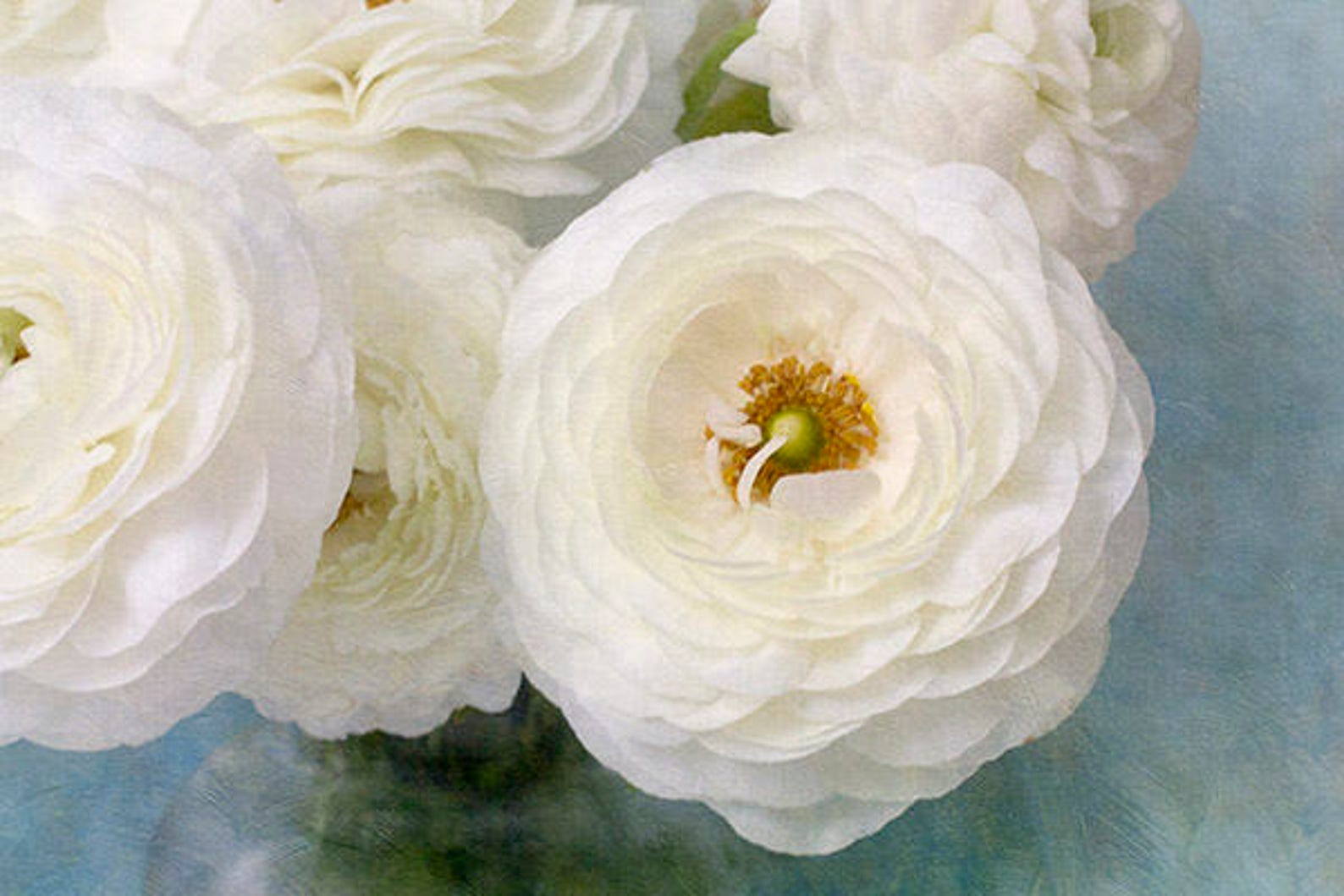 White Ranunculus Photograph Floral Art Print Shabby Chic | Etsy