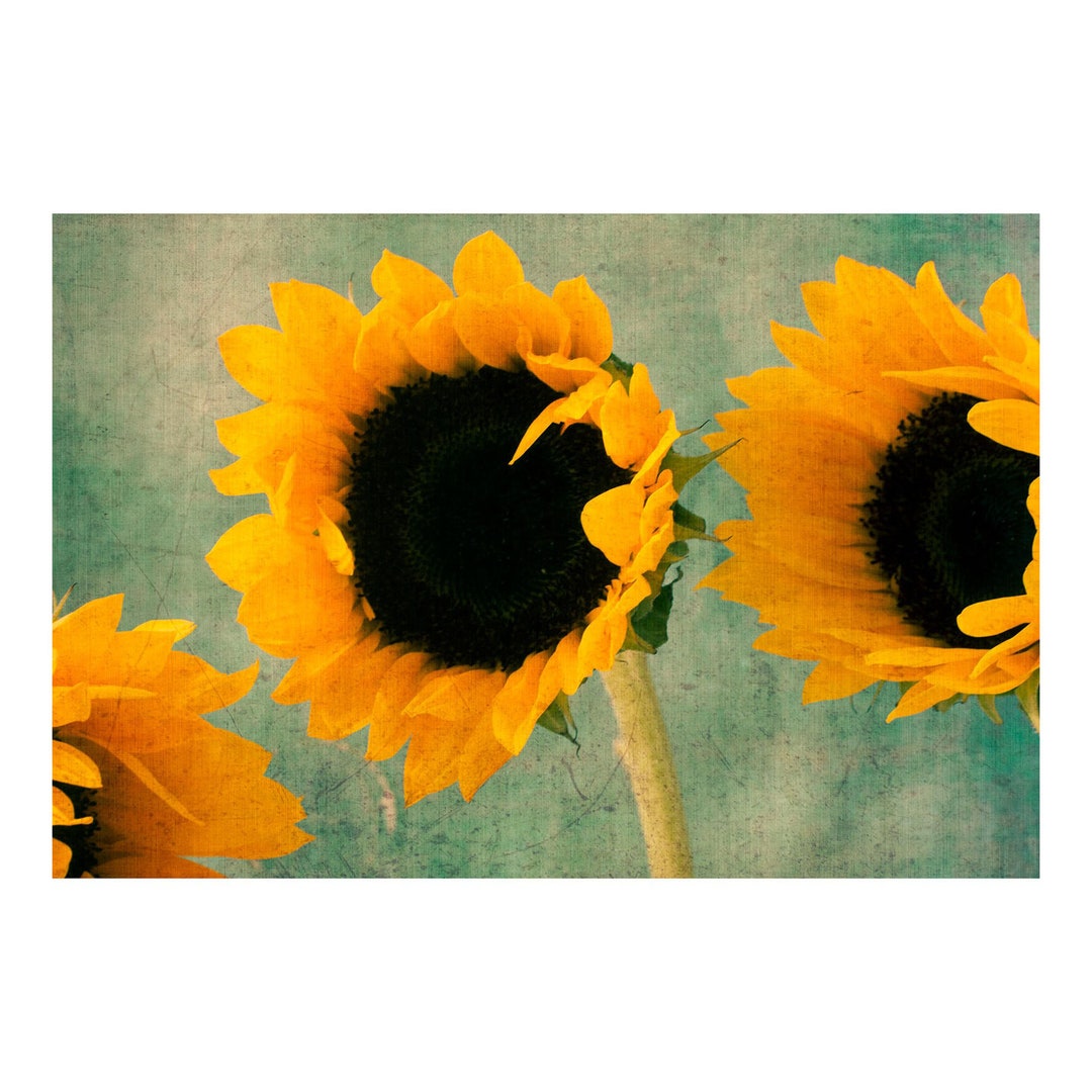 Sunflower Photograph, Bright Floral Art Print - Etsy