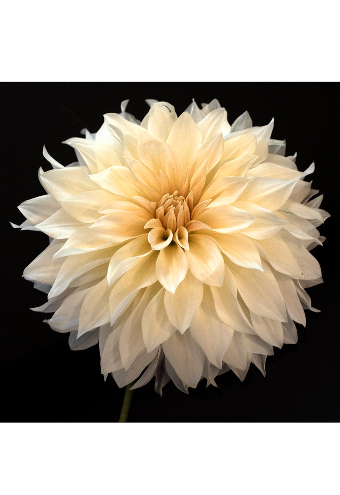 Cream Dahlia Art Print Flower Photography Dahlia on Black - Etsy