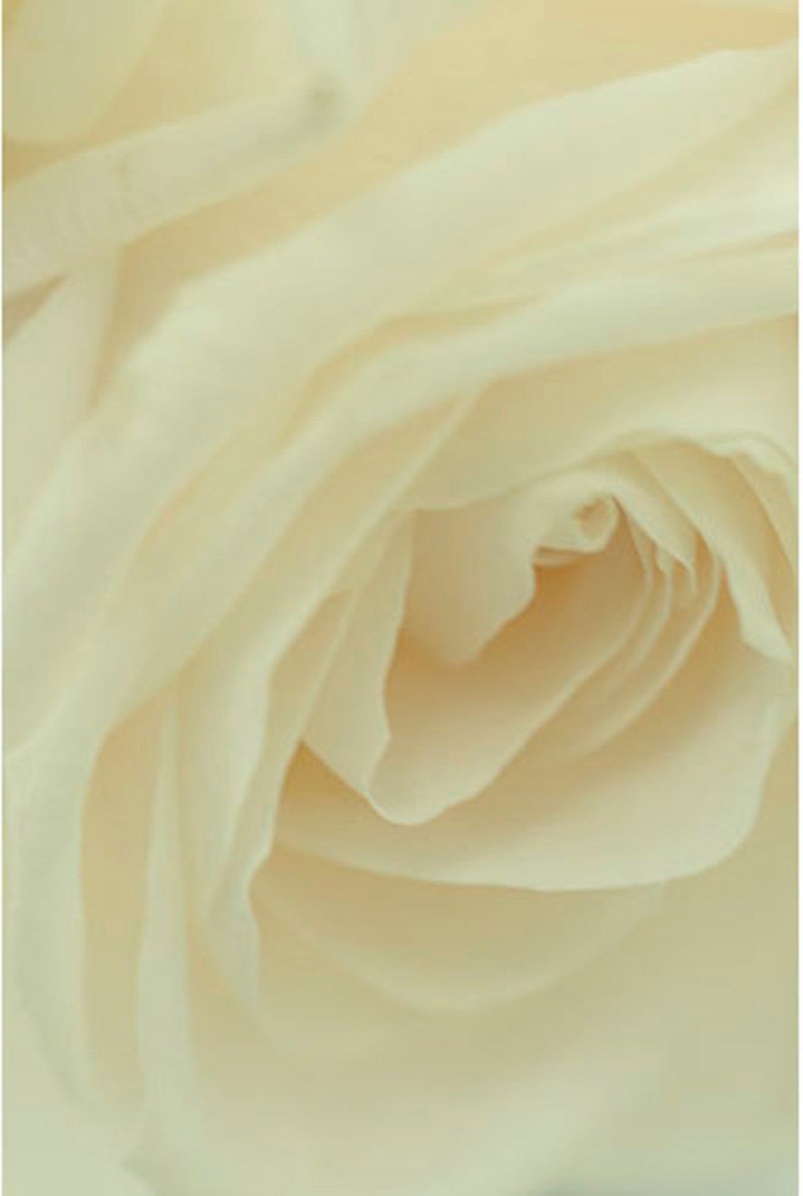 White Rose Art Rose Photograph Floral Art Print White Wall - Etsy