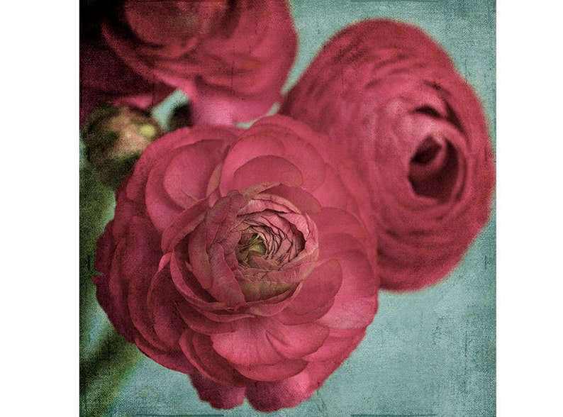 Red Ranunculus Print Floral Wall Art Flower Photography - Etsy