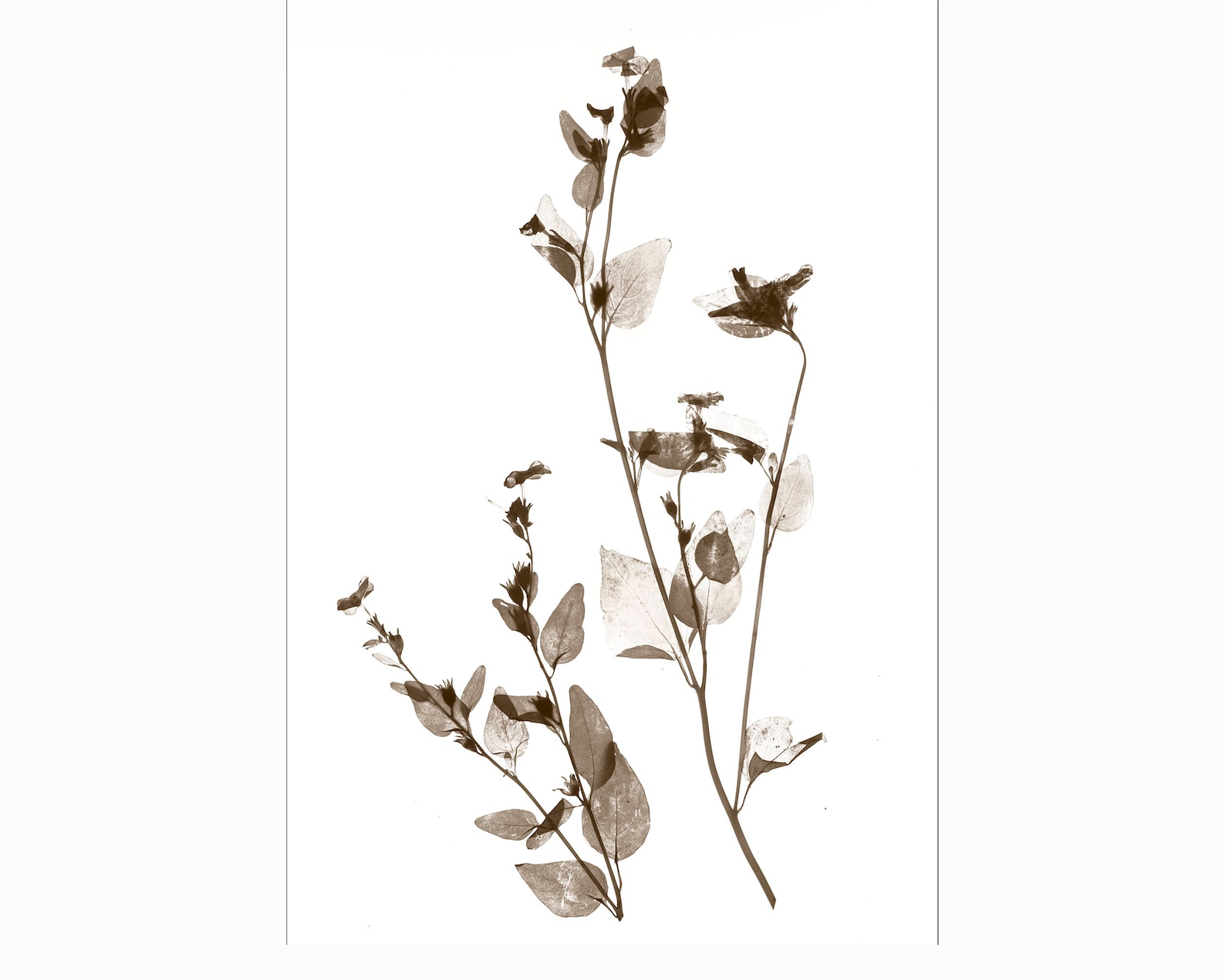 Sepia Botanical Print Set of Six Gallery Wall Print Set - Etsy