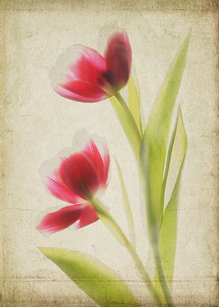 Red Tulip Botanical Print Set of 3 Floral Wall Art | Etsy
