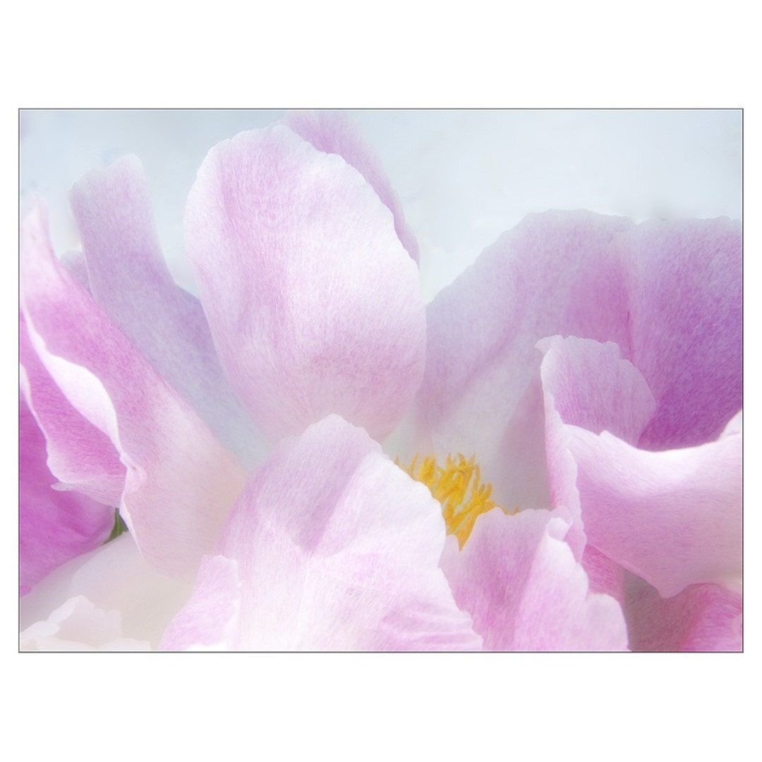 Pink Peony Card, Blank Flower Greeting Card, Photo Card - Etsy