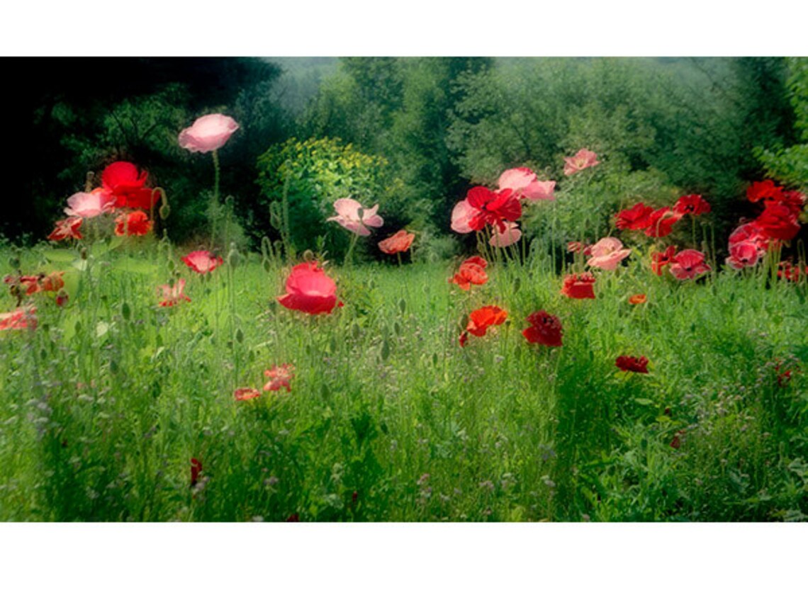 Red Poppy Field Print Poppy Photo Landscape Photography - Etsy