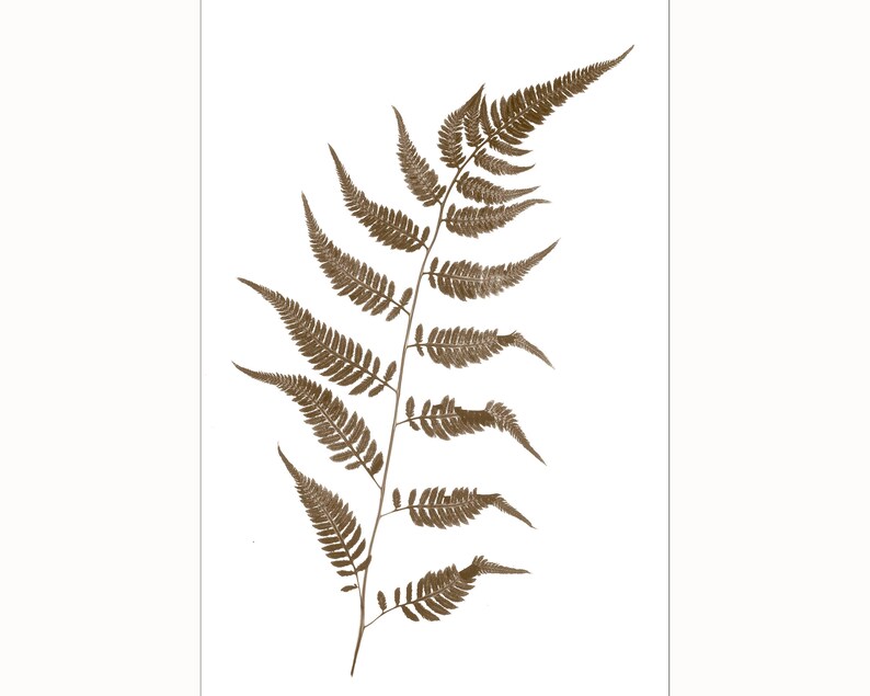 Sepia Botanical Print Set of Six Gallery Wall Print Set - Etsy