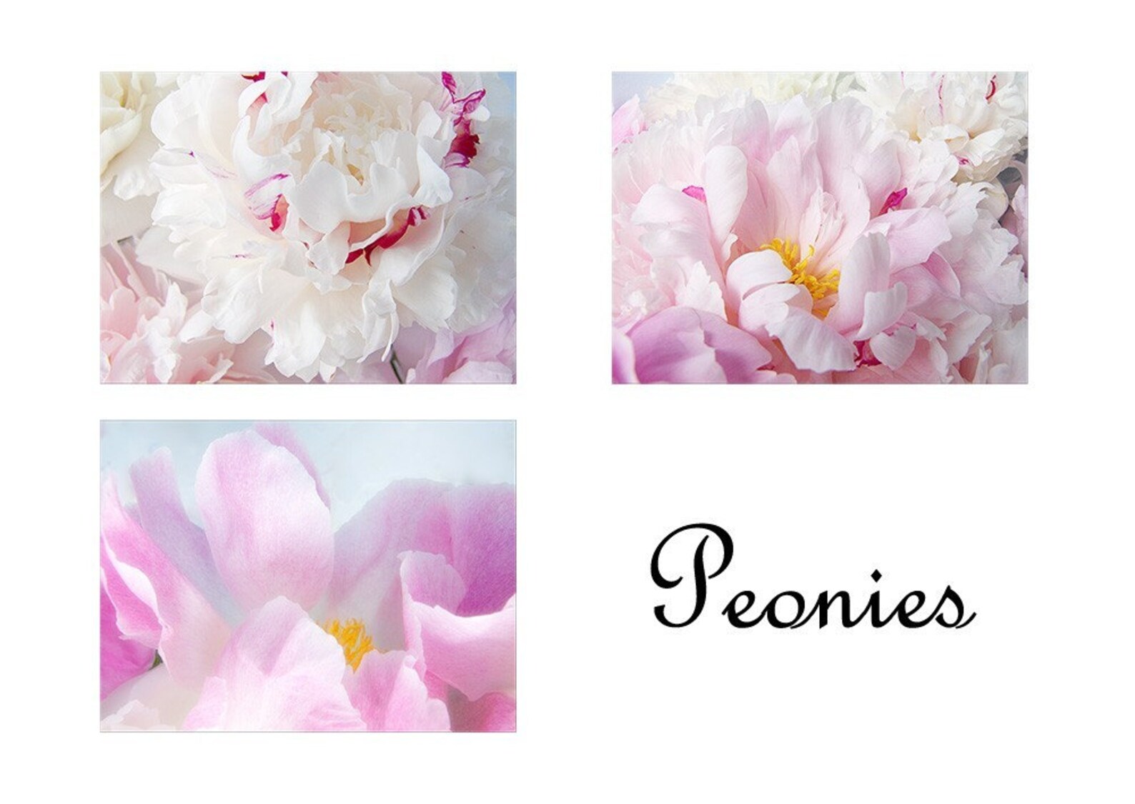 Peony Note Card Set of 3 With Envelopes Gift for Mother - Etsy