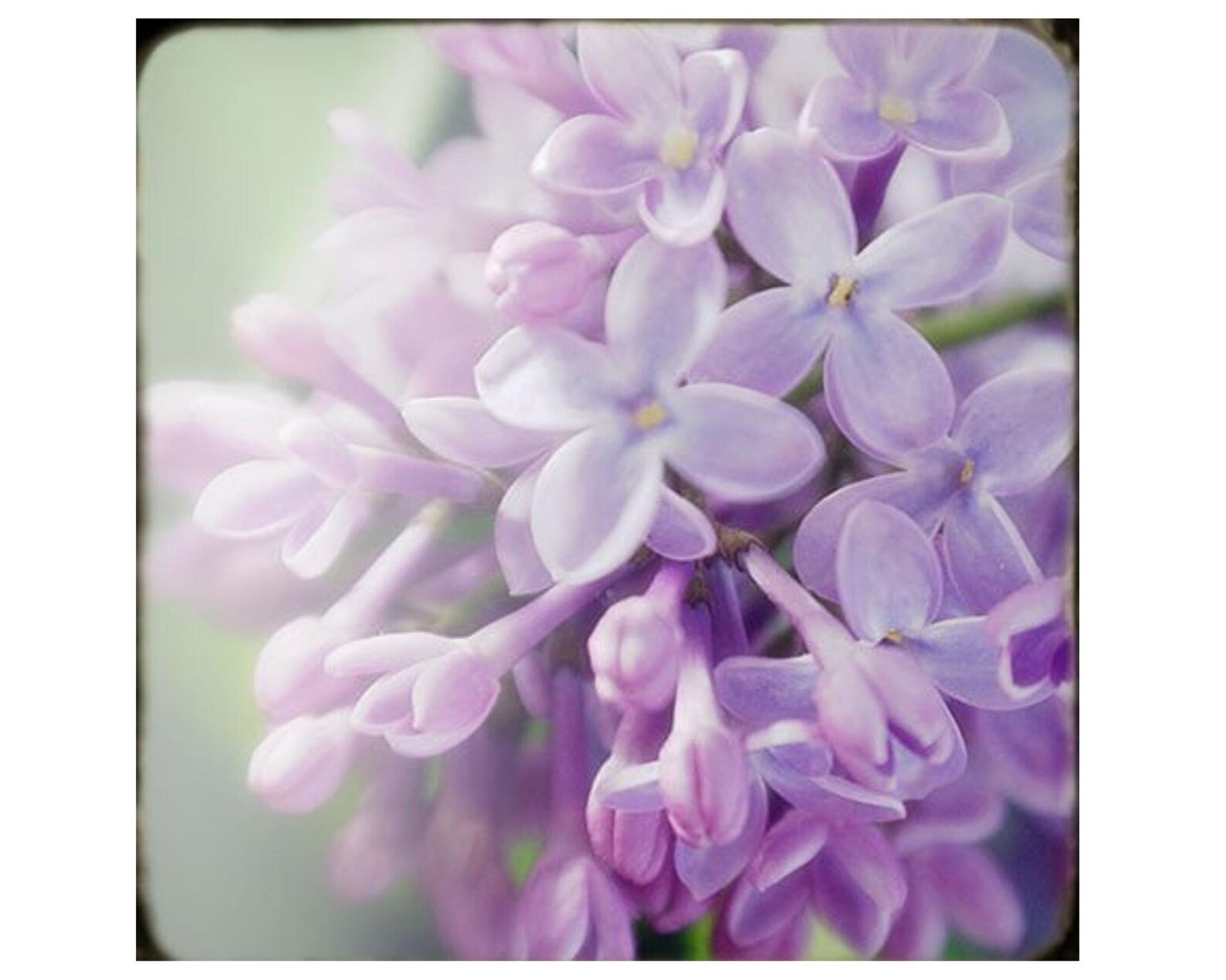 Lilac Flower Wall Art Lilac Photo Purple Flower Photography - Etsy