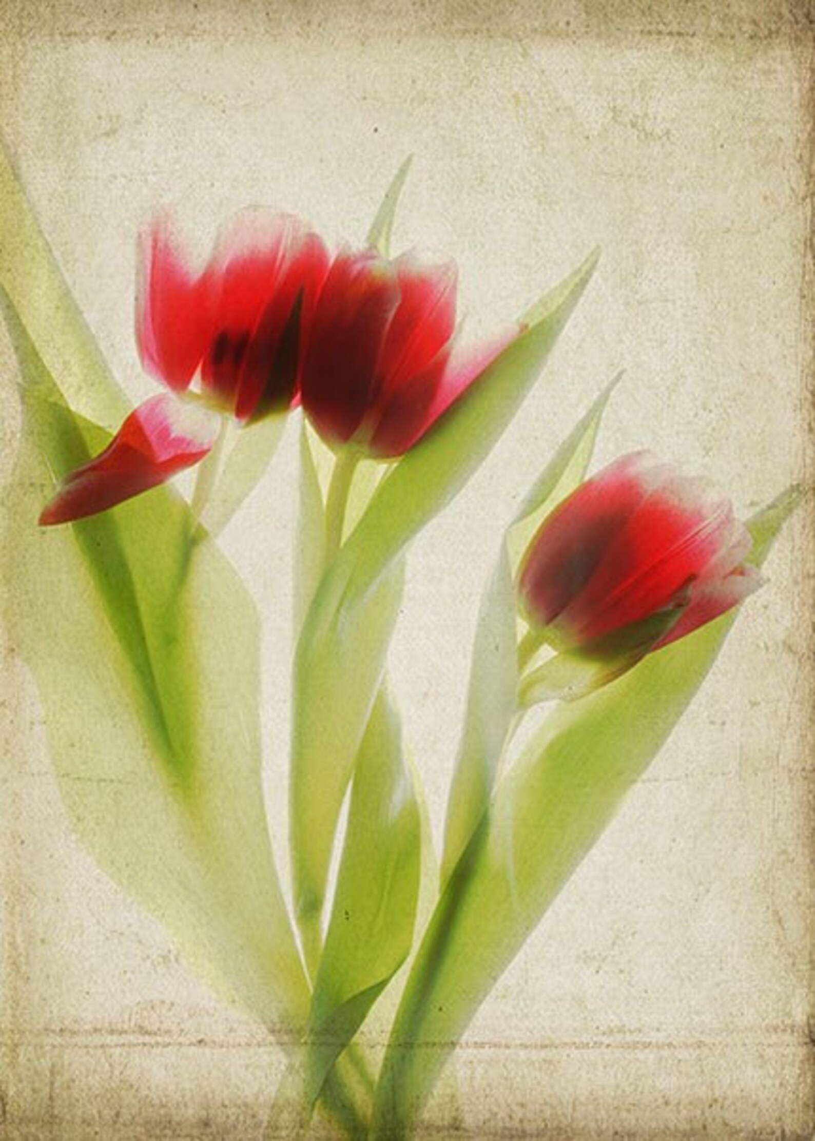 Red Tulip Botanical Print Set of 3 Floral Wall Art | Etsy