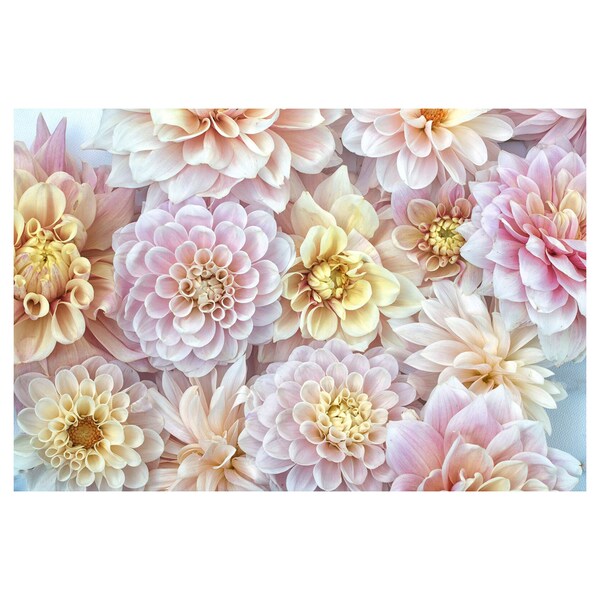 Dahlia Flower Print - Etsy