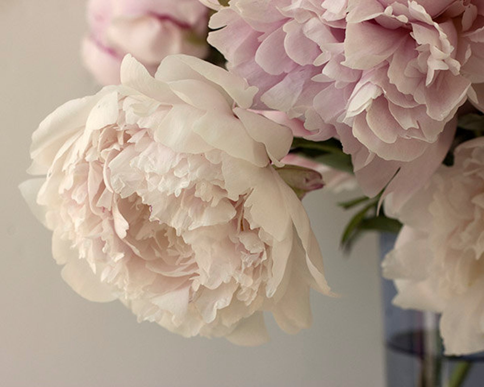 Pastel Peony Photograph Flower Photography Romantic Floral - Etsy