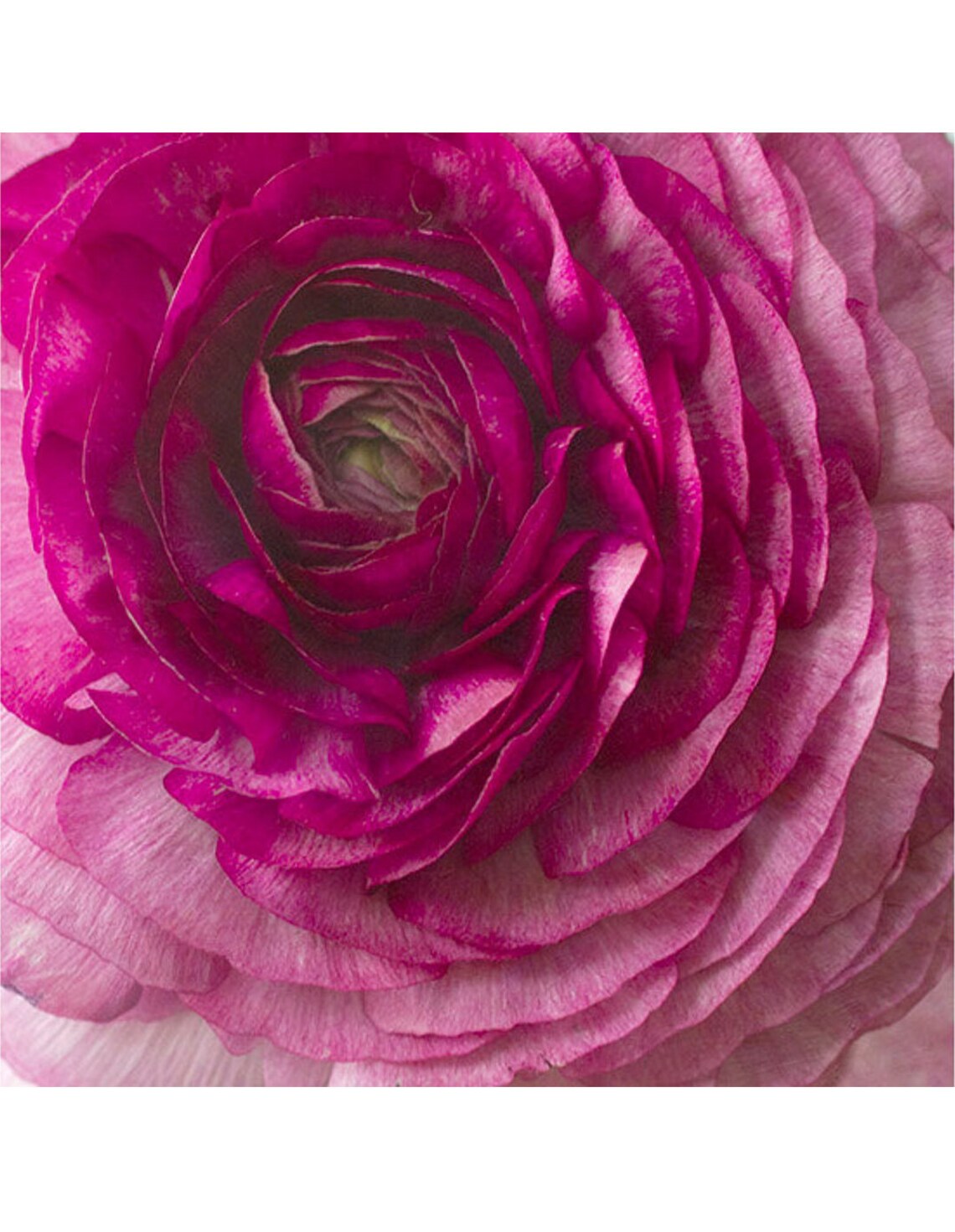 Purple Ranunculus Photograph Macro Flower Photography Floral - Etsy