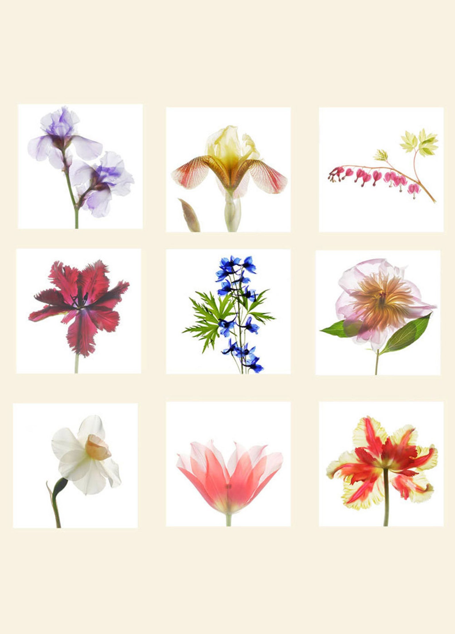Scanner Art Prints Flowers Set of 9 Bright Wall Art Gallery - Etsy