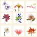 Scanner Art Prints, Flowers Set of 9, Bright Wall Art Gallery Set ...