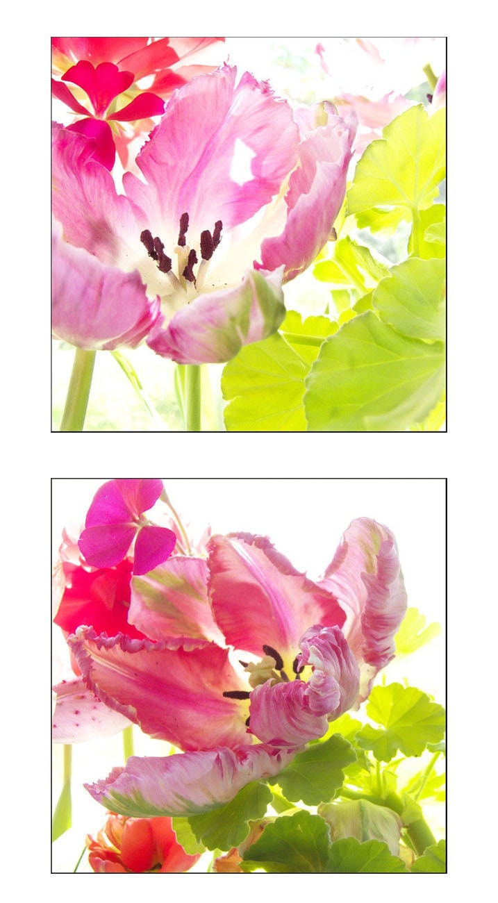 Parrot Tulip Art Print Set of 2 Flower Photographs Hot Pink - Etsy