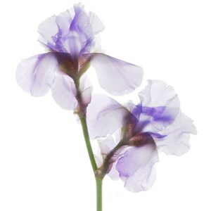 Scanner Art Prints, Flowers Set of 9, Bright Wall Art Gallery Set ...