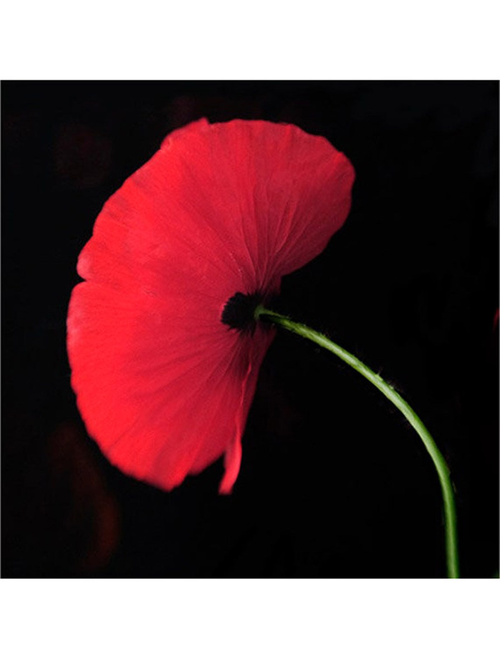 Printable Red Poppy Print Poppy Wall Art Flower Photography - Etsy