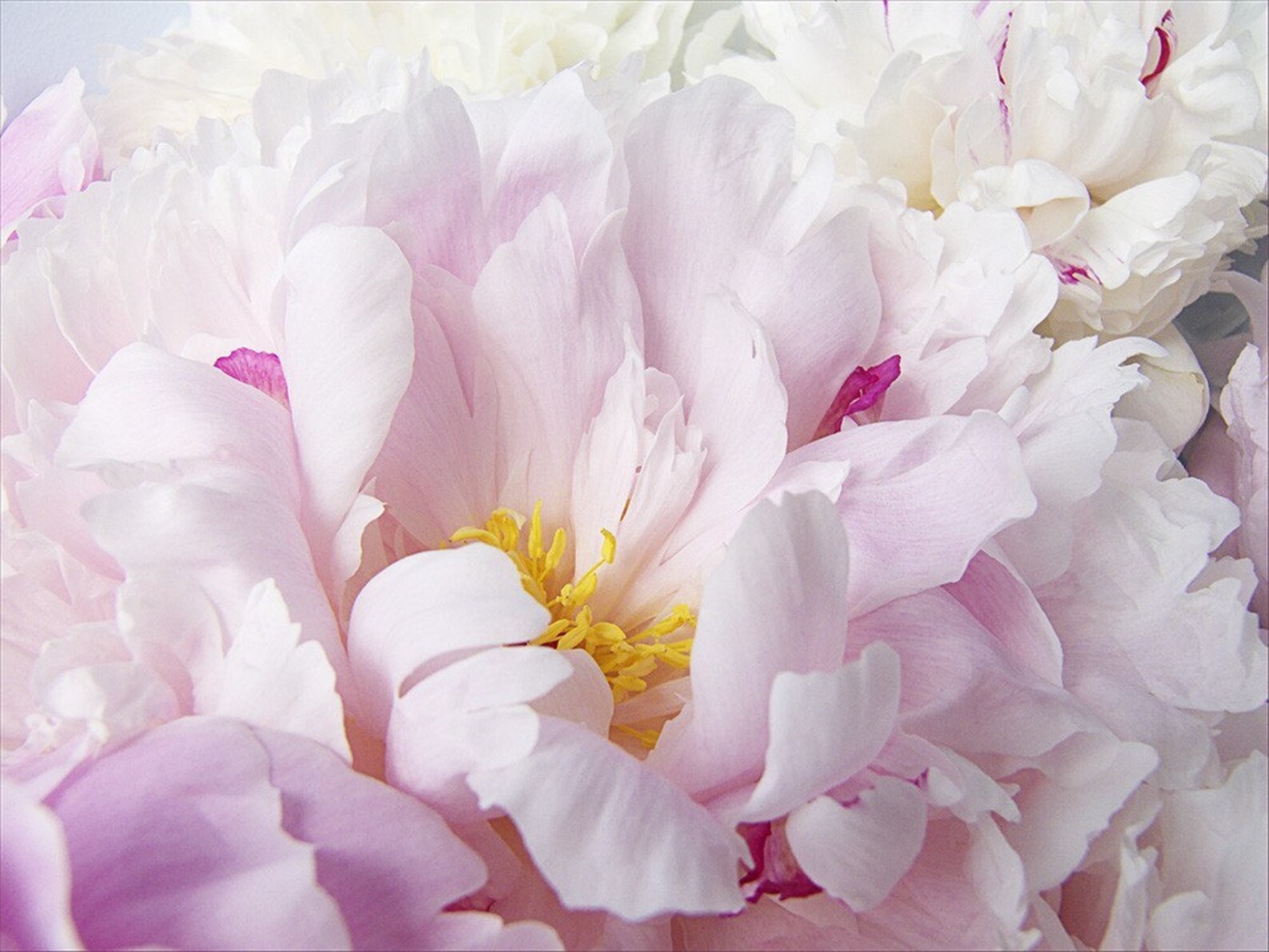 Peony Note Card Set of 3 With Envelopes Gift for Mother - Etsy