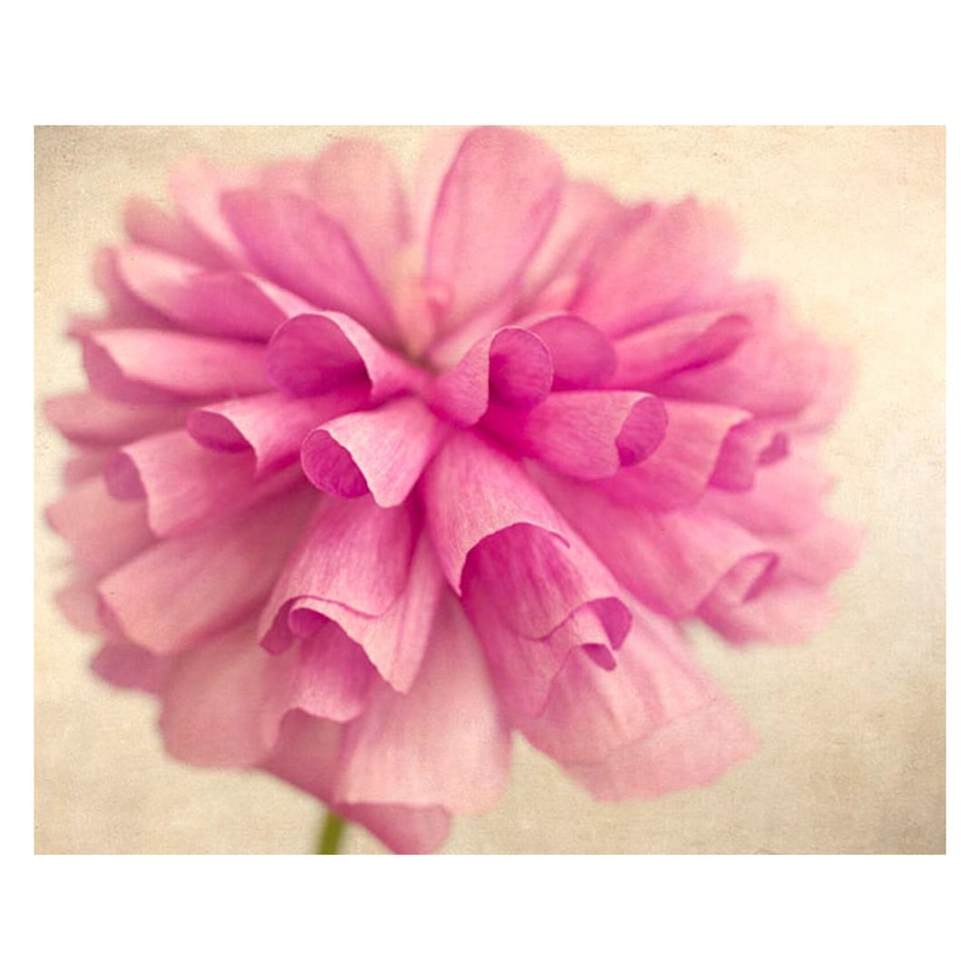Pink Ranunculus Art Print, Macro Photograph, Floral Art Print, Cottage ...