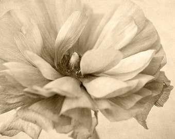 Art Print Sepia | Etsy