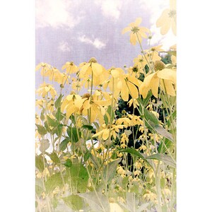 Yellow Daisy Print, Modern Farmhouse Wall Art, Garden Photograph ...