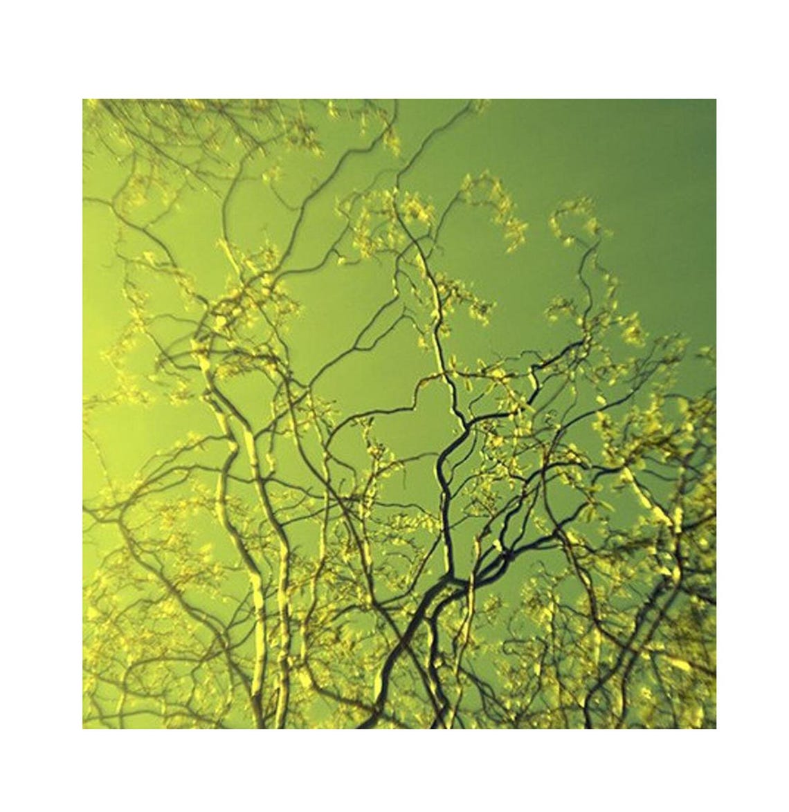 Sky Tree Landscape Photography, Abstract Nature Print - Etsy