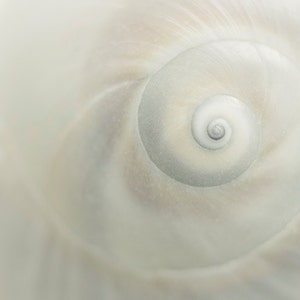 White Seashell Print, Beach Cottage Wall Art, Nautical Decor, Seashell ...