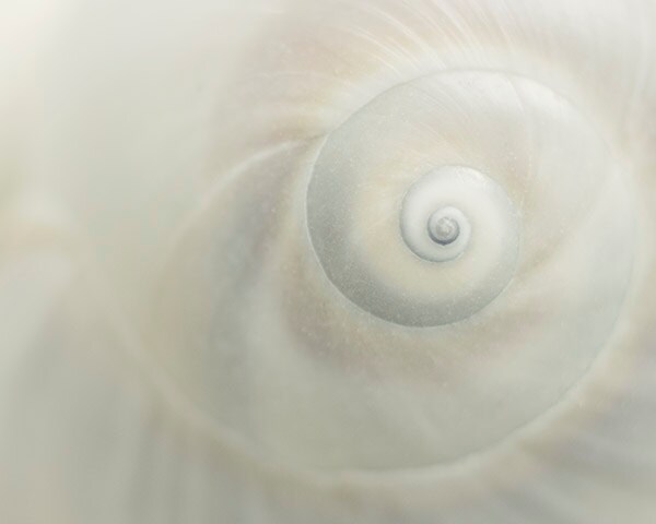 White Seashell Print Beach Cottage Wall Art Nautical Decor | Etsy