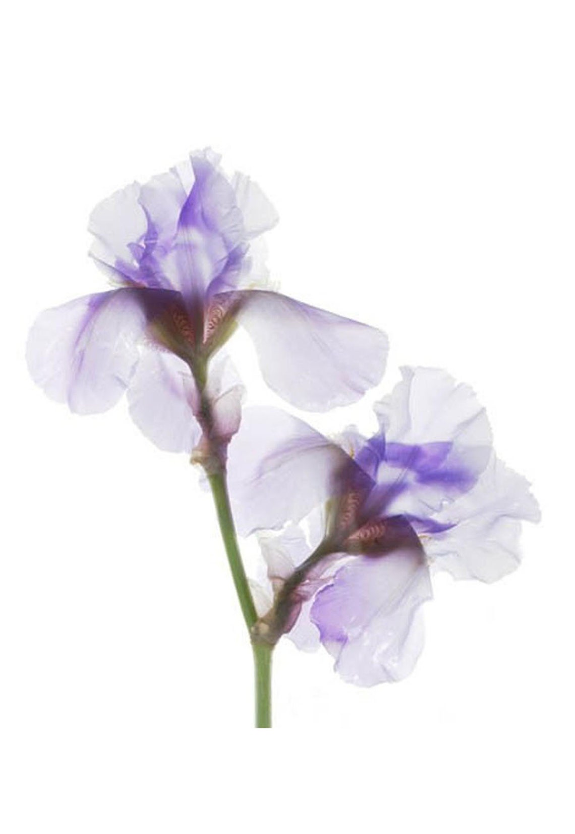 Iris Photograph Pressed Flower Botanical Scanner Art Print - Etsy