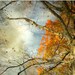 Sky Tree Photograph Abstract Art Print Orange Blue Wall Art - Etsy