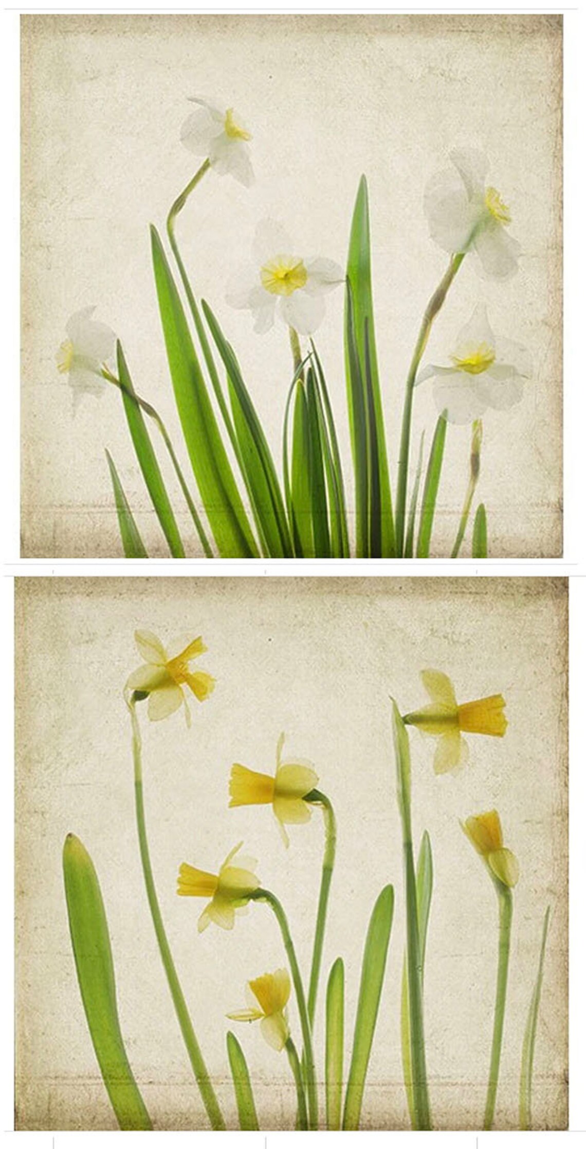 Daffodil Botanical Print Set of 2 Pressed Flower Art Modern - Etsy