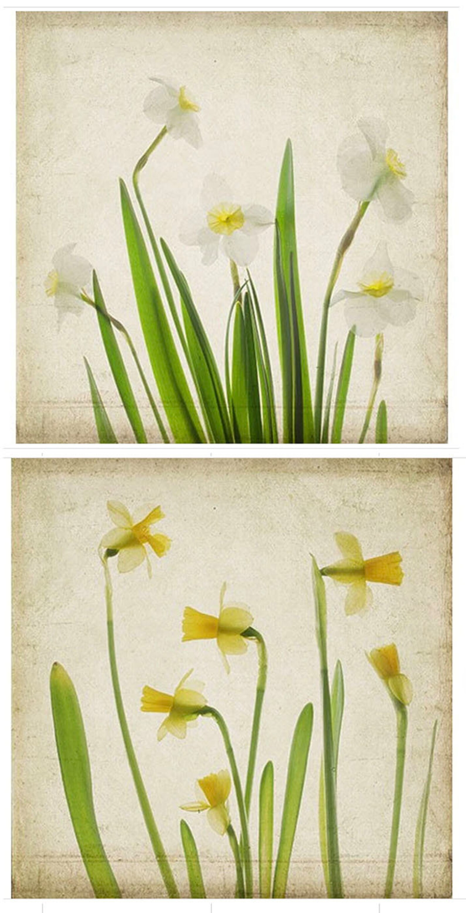 Daffodil Botanical Print Set of 2, Pressed Flower Wall Art - Etsy