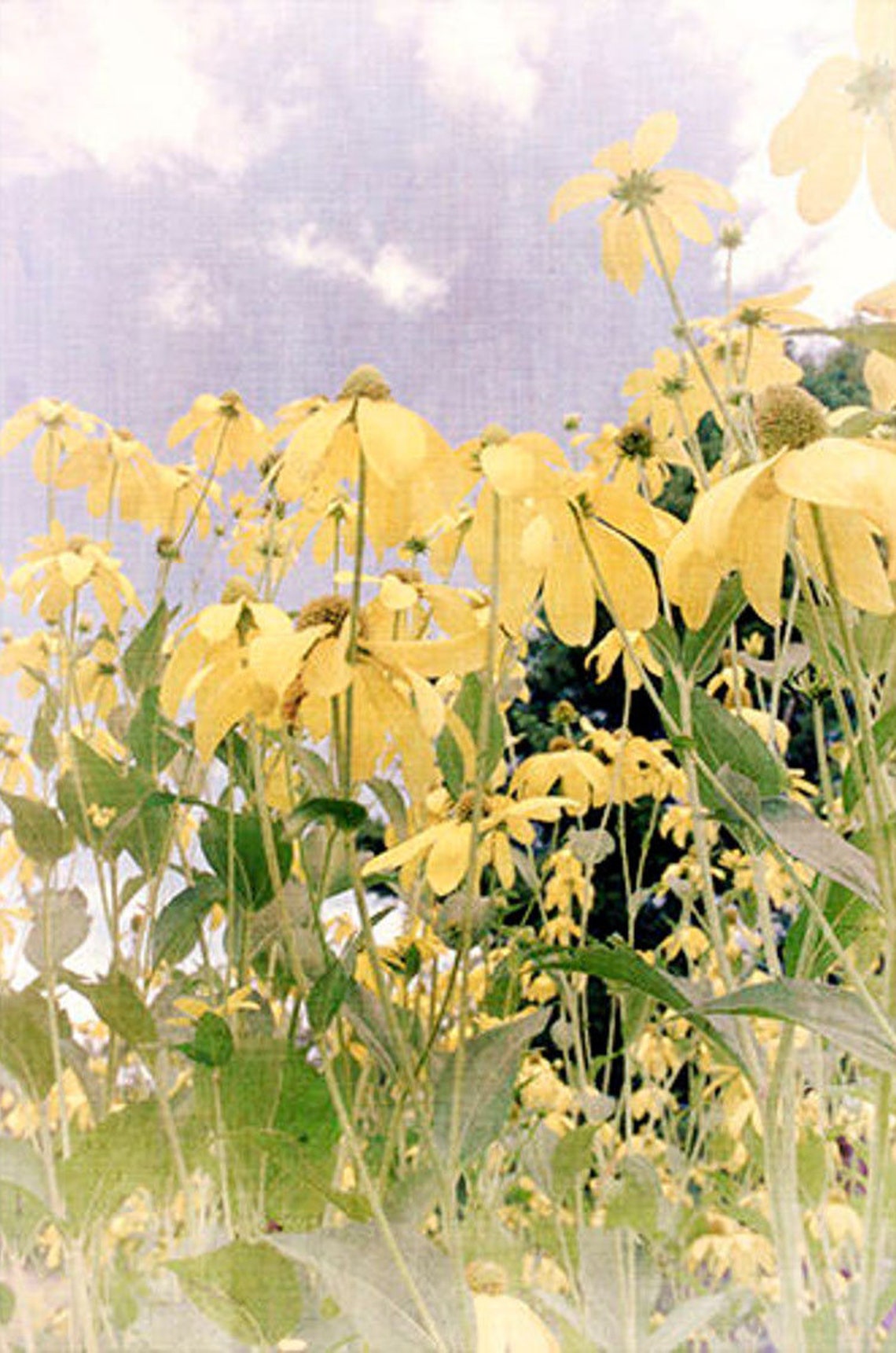 Yellow Daisy Print Modern Farmhouse Wall Art Garden | Etsy